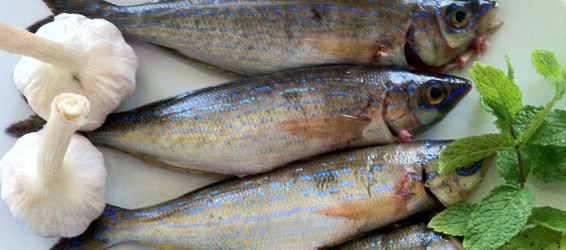 Rotondi alla scapece | Amo Ventotene